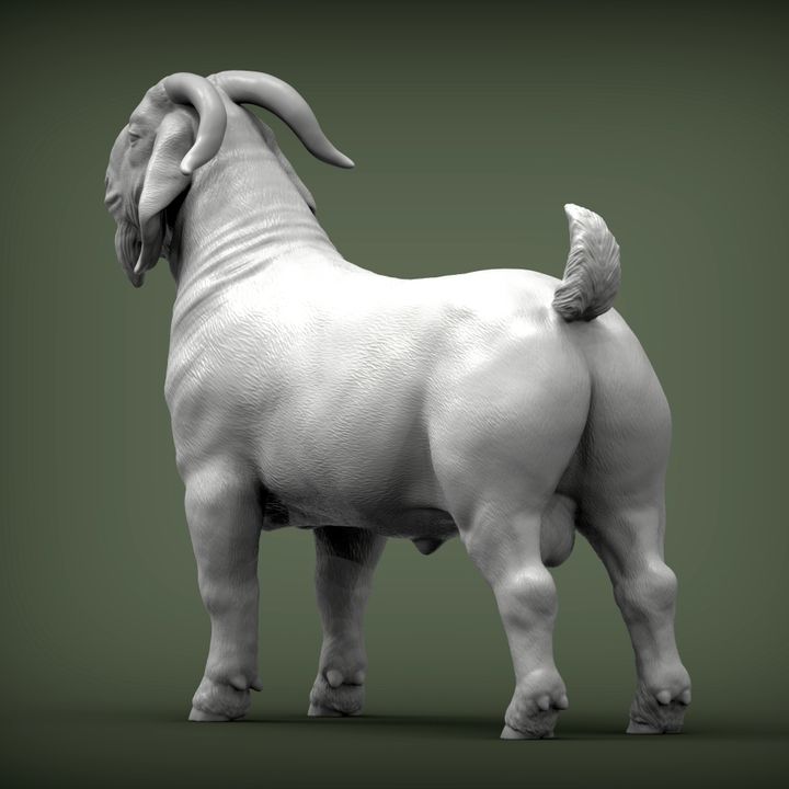 3D Printable Boer Goats male by Alexander3dart