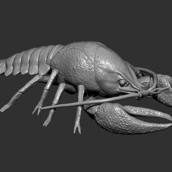 3D Printable Crayfish by AKUZMENKO