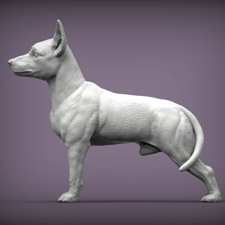 3D Printable Miniature Pinscher by Alexander3dart