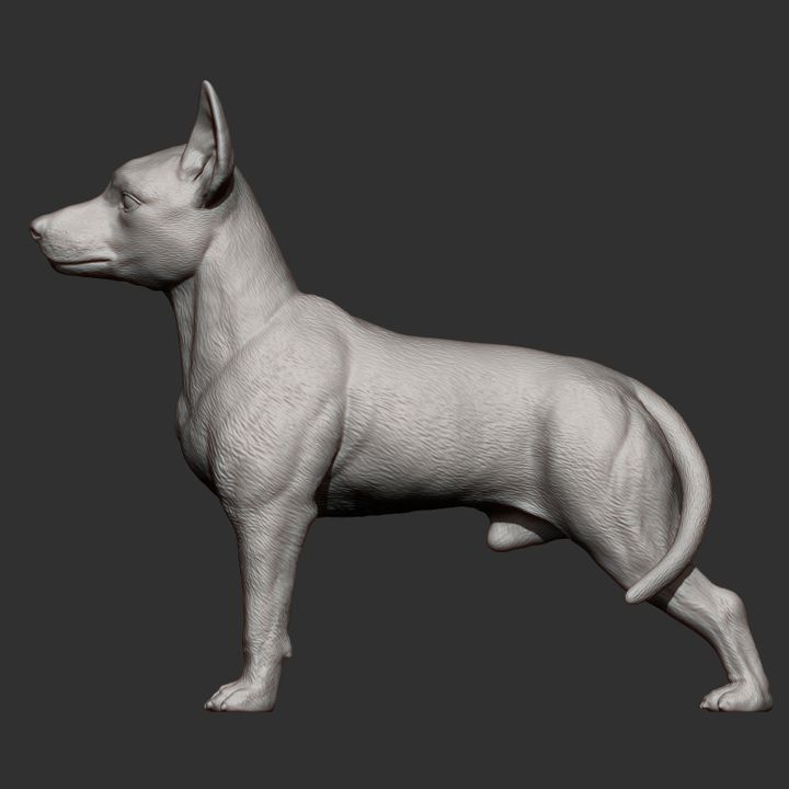 3D Printable Miniature Pinscher by Alexander3dart