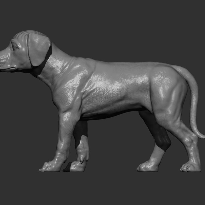3D Printable puppy rhodesian ridgeback standing by Alexander3dart