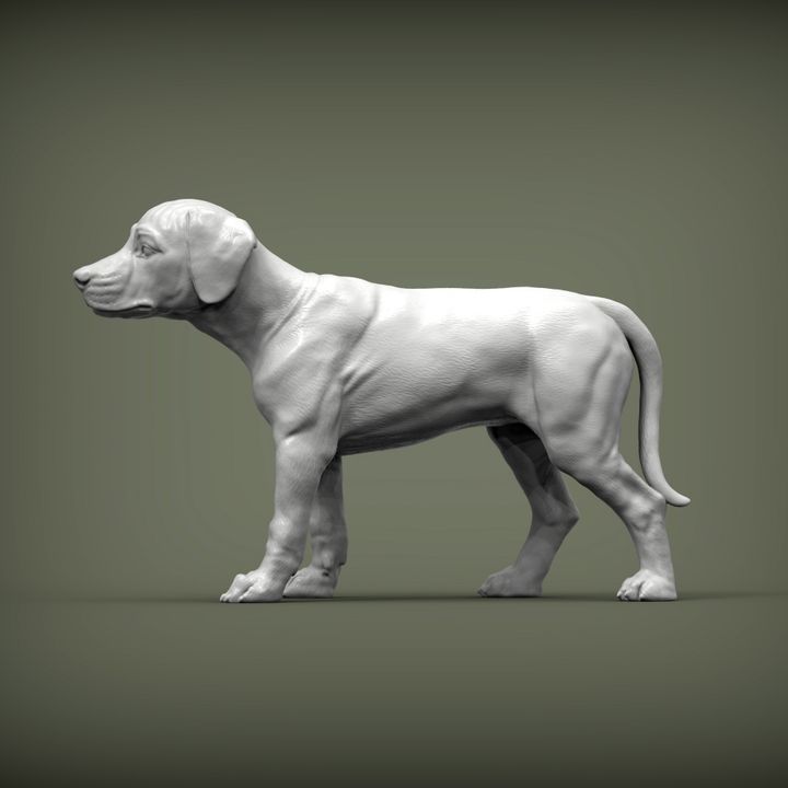 3D Printable puppy rhodesian ridgeback standing by Alexander3dart