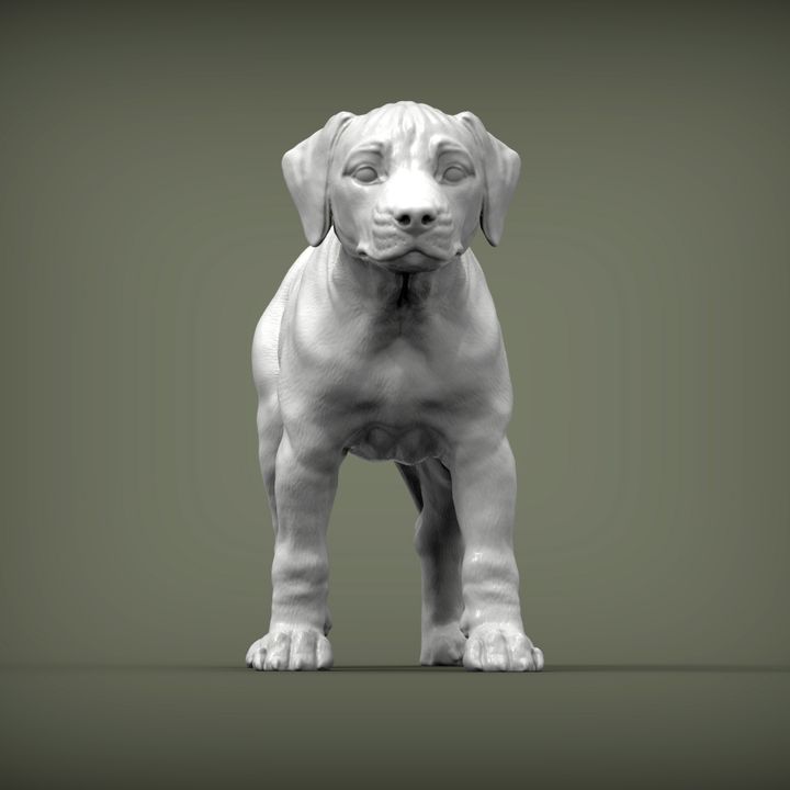 3D Printable puppy rhodesian ridgeback standing by Alexander3dart