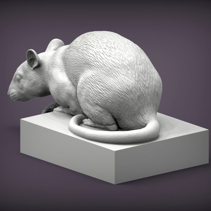 3D Printable rat looking down by Alexander3dart