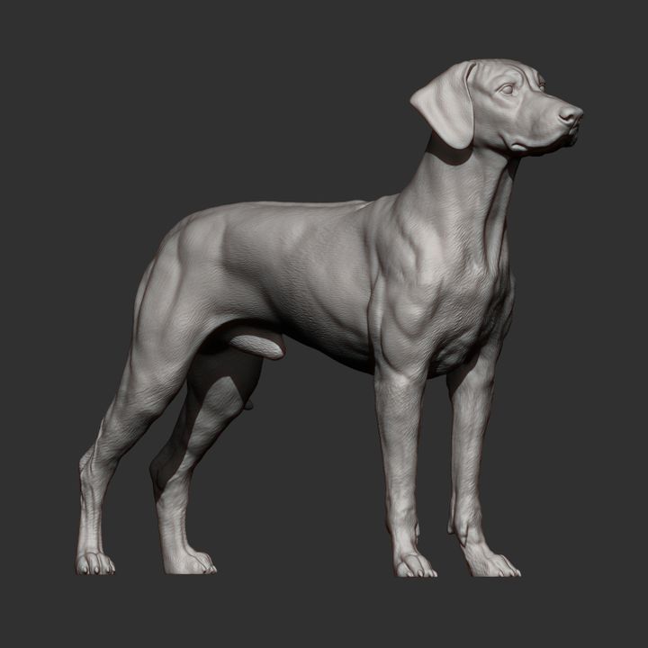 3D Printable rhodesian ridgeback by Alexander3dart