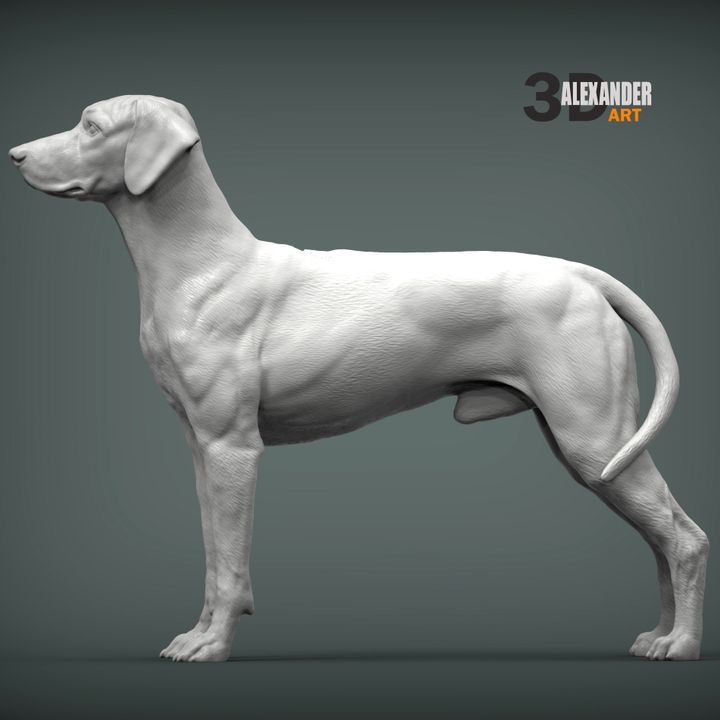 3D Printable rhodesian ridgeback by Alexander3dart