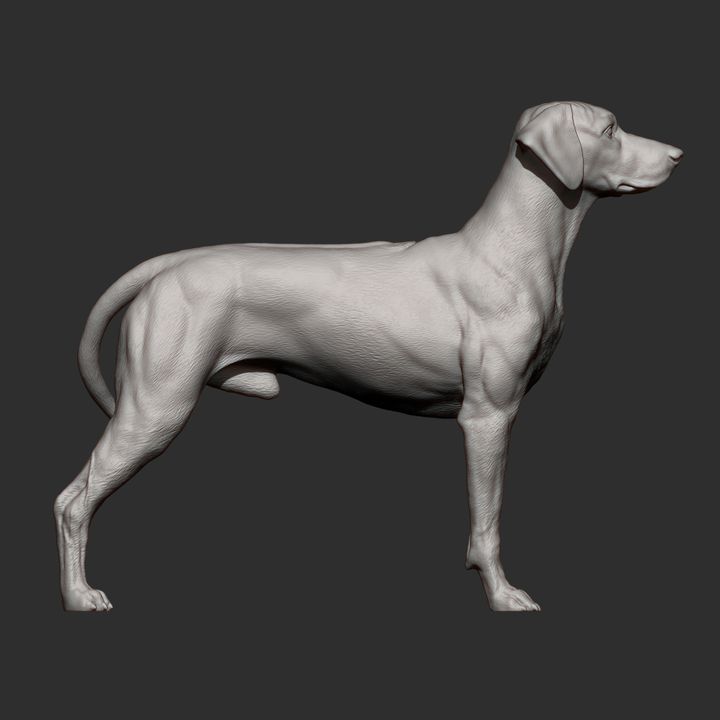 3D Printable rhodesian ridgeback by Alexander3dart