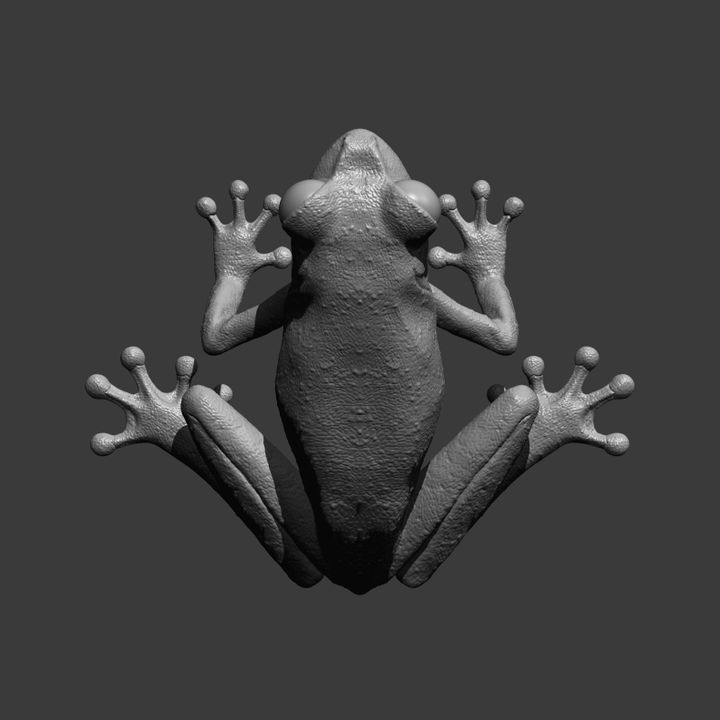 3D Printable red eye tree frog by Alexander3dart