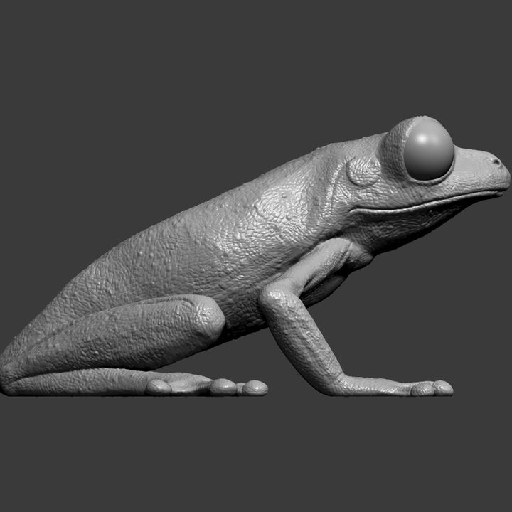 3D Printable red eye tree frog by Alexander3dart