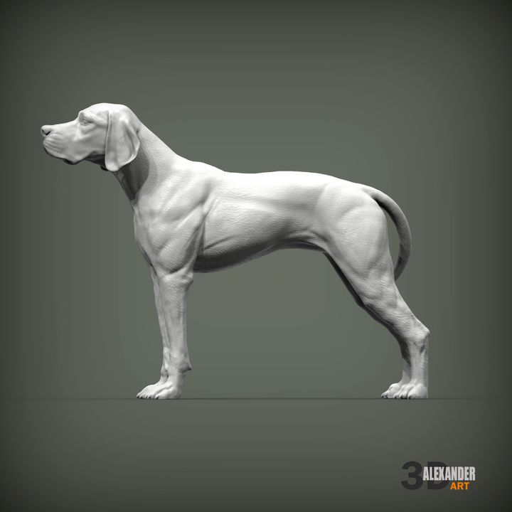 3D Printable English Pointer by Alexander3dart