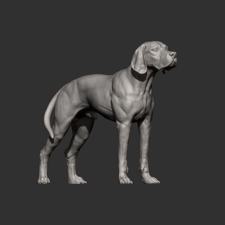 3D Printable English Pointer by Alexander3dart