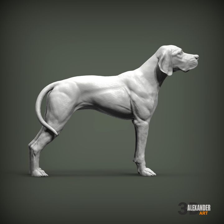 3D Printable English Pointer by Alexander3dart