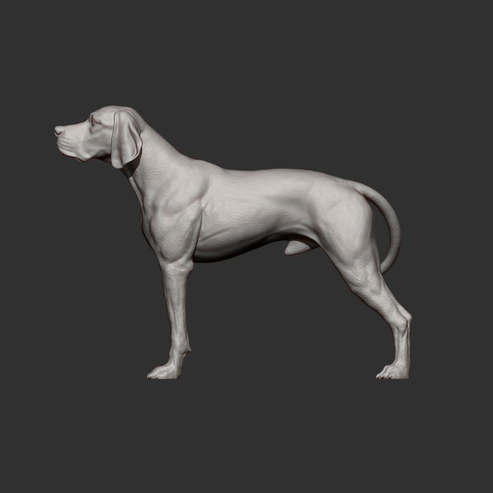 3D Printable English Pointer by Alexander3dart
