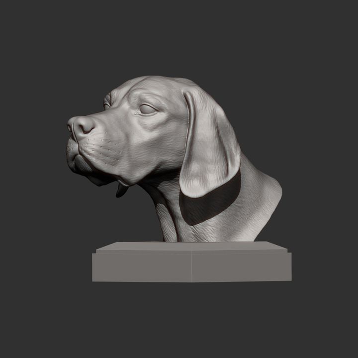 3D Printable English Pointer bust by Alexander3dart