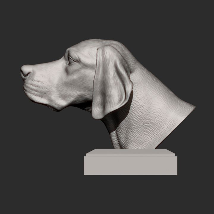 3D Printable English Pointer bust by Alexander3dart