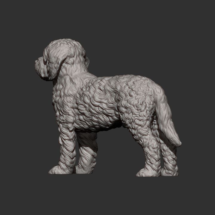 3D Printable Goldendoodle standing by Alexander3dart