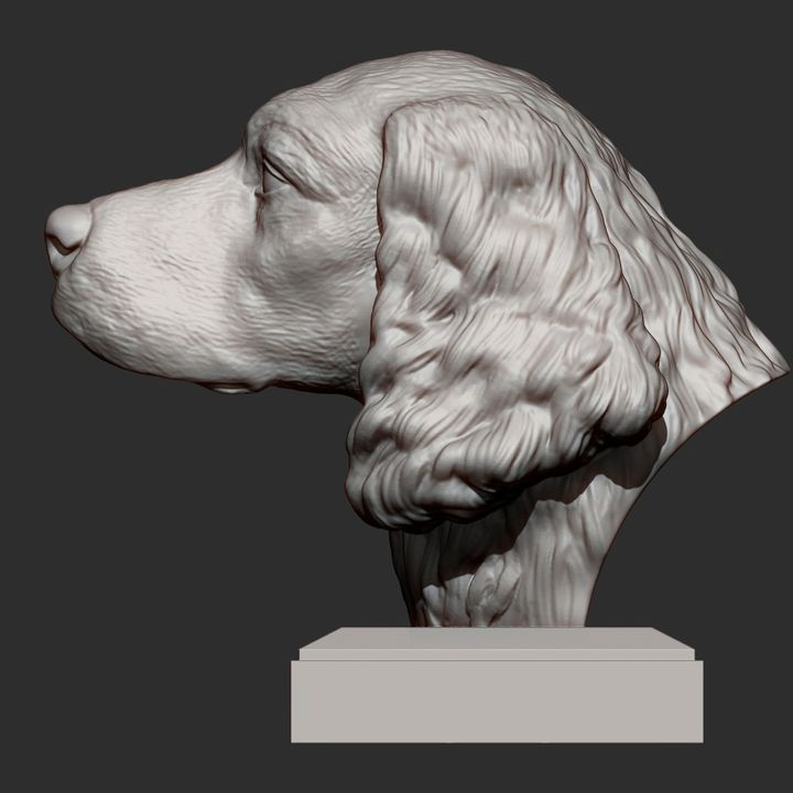 3D Printable English Springer spaniel by AKUZMENKO