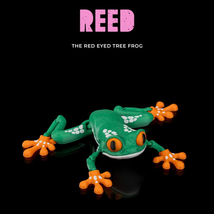 3D Printable Reed, the Red Eyed Tree Frog by Stlflix
