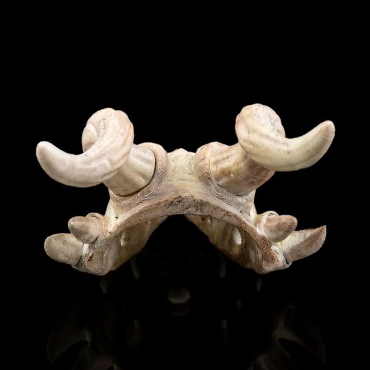 3D Printable Bone Trophy Hair Pin by Stlflix