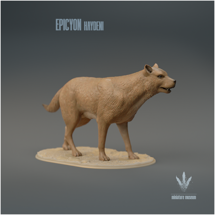 3D Printable Epicyon haydeni : More than a Dog by Miniature Museum