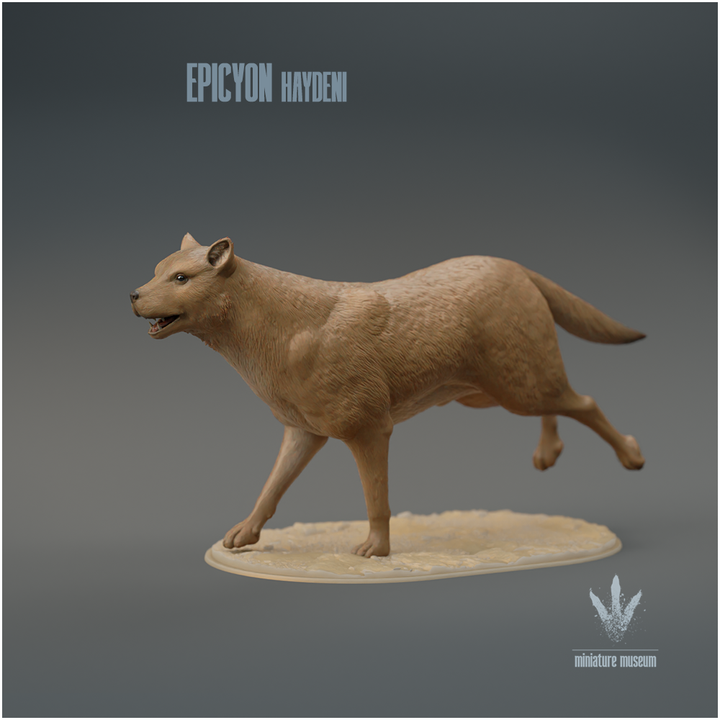 3D Printable Epicyon haydeni : Run by Miniature Museum