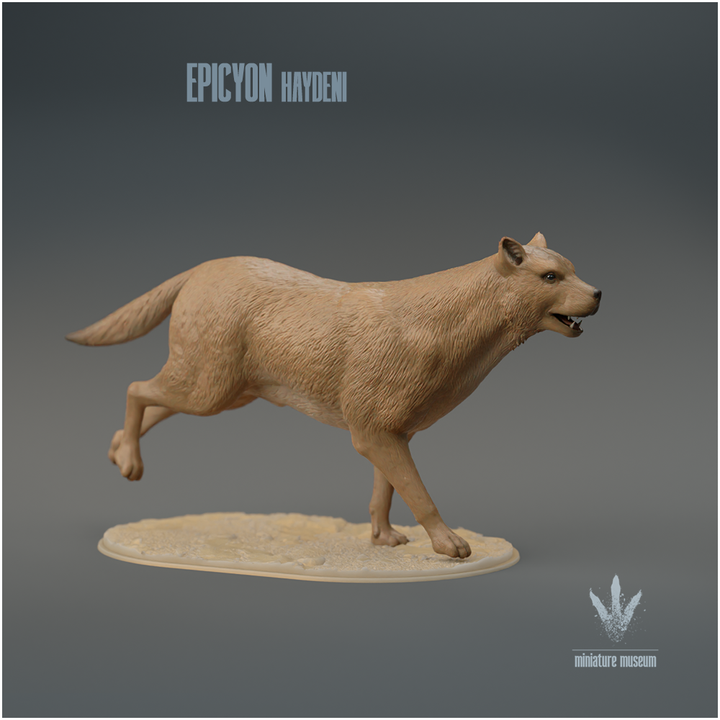3D Printable Epicyon haydeni : Run by Miniature Museum