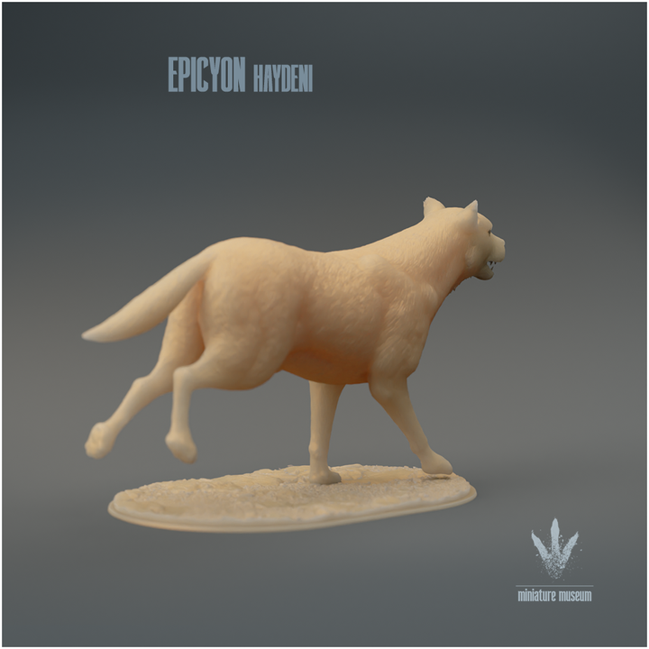3D Printable Epicyon haydeni : Run by Miniature Museum