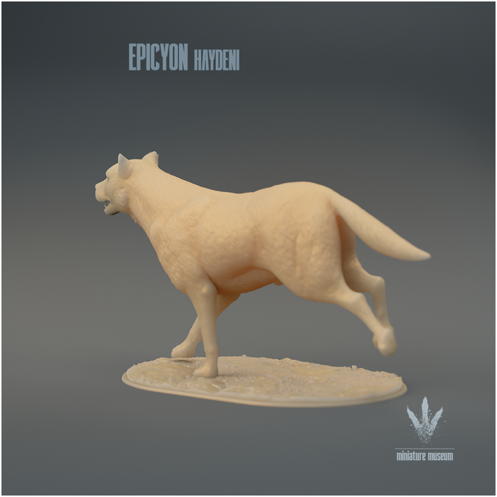 3D Printable Epicyon haydeni : Run by Miniature Museum