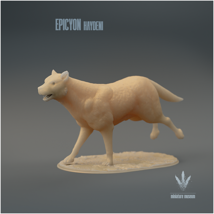 3D Printable Epicyon haydeni : Run by Miniature Museum