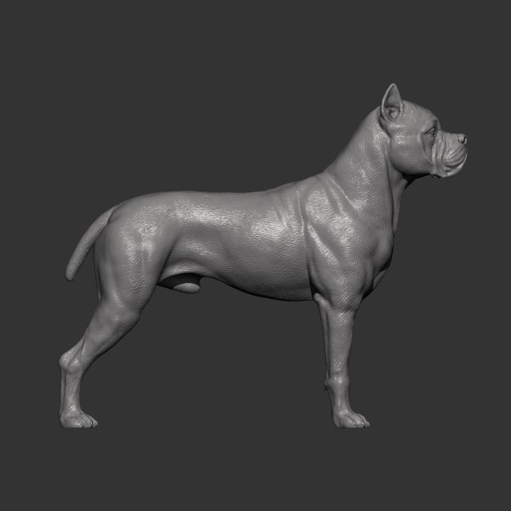 3D Printable Cane Corso by Alexander3dart