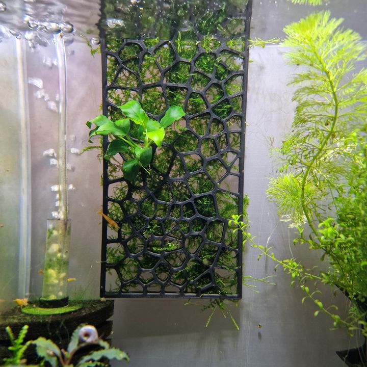 3D Printable 4 Designs of Moss Growout Frames | Aquarium Plant Wall ...