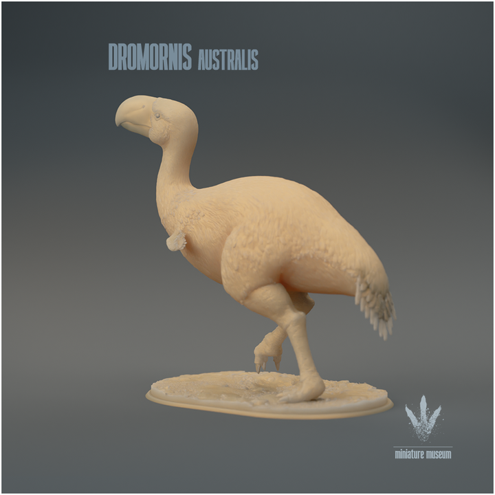 3D Printable Dromornis australis : Run by Miniature Museum