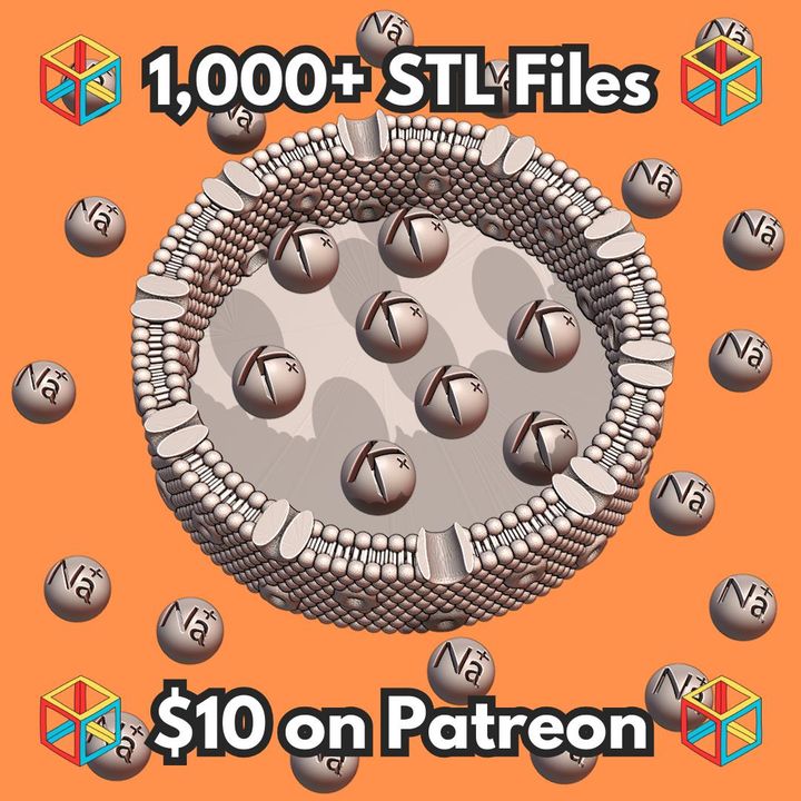 3D Printable Sodium and Potassium Ion Biology Educational Model for ...