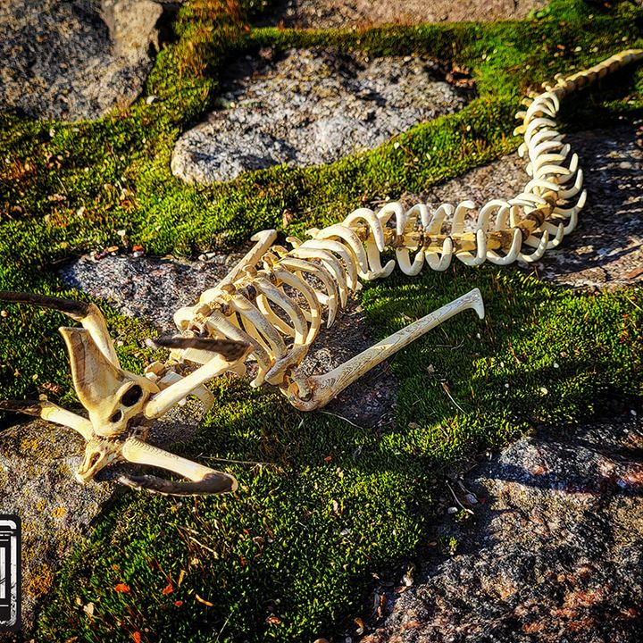 3D Printable Articulated Reaper Leviathan Skeleton by MagniModels