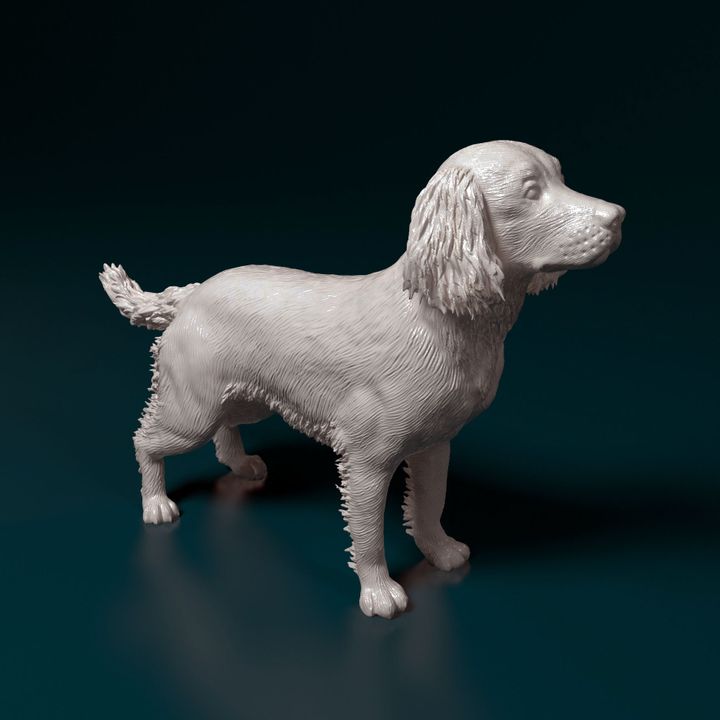 3D Printable English Springer Spaniel by Giunninen Andrei