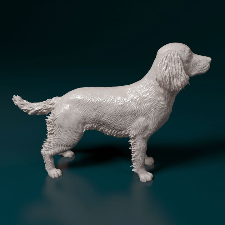 3D Printable English Springer Spaniel by Giunninen Andrei