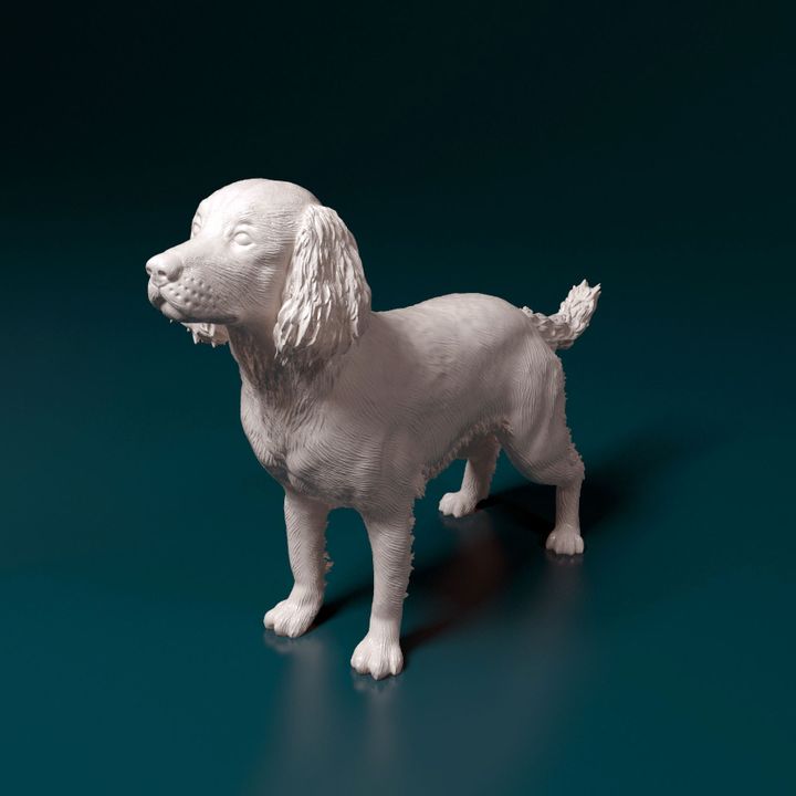 3D Printable English Springer Spaniel by Giunninen Andrei