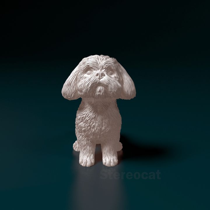 3D Printable Maltese dog by Giunninen Andrei
