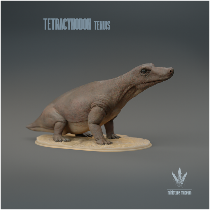 3D Printable Tetracynodon tenuis : Sitting by Miniature Museum