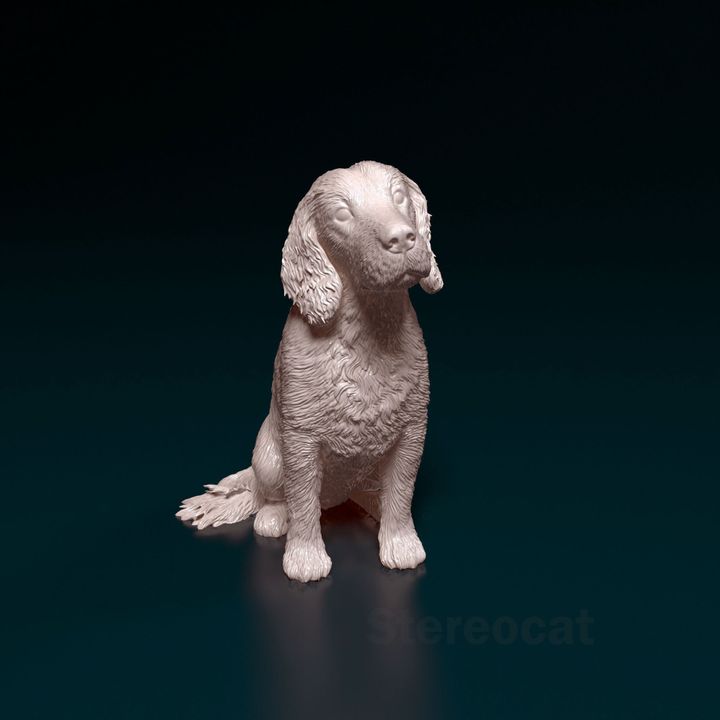 3D Printable English Cocker spaniel by Giunninen Andrei
