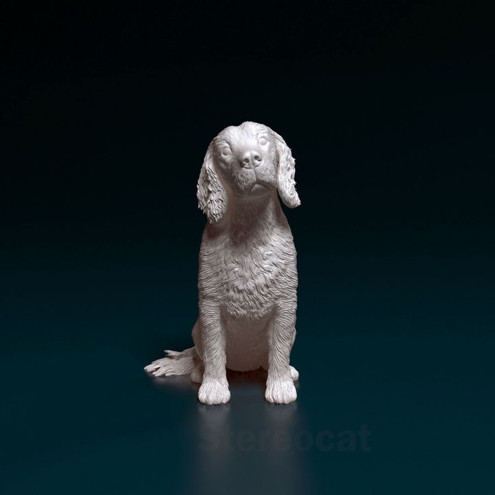 3D Printable English Cocker spaniel by Giunninen Andrei