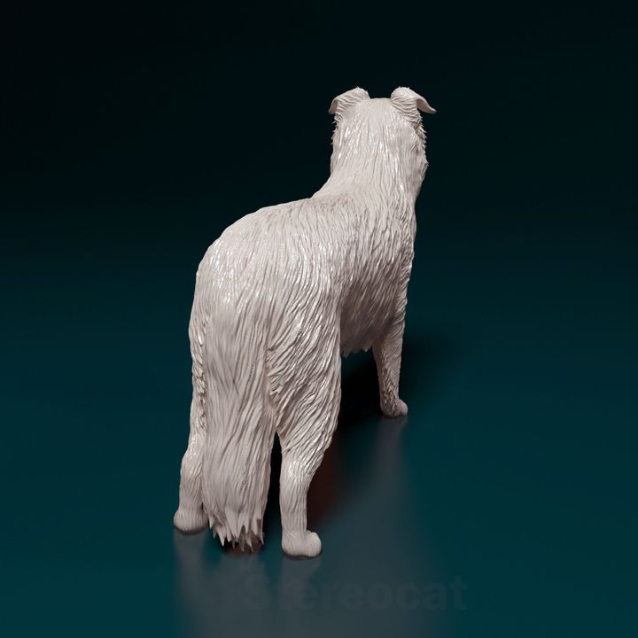3D Printable Border Collie by Giunninen Andrei
