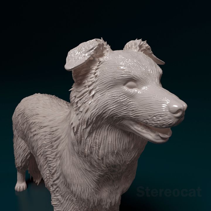 3D Printable Border Collie by Giunninen Andrei