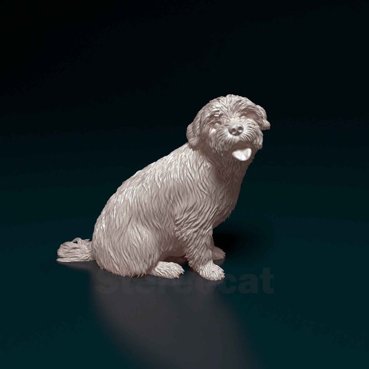 3D Printable Maltese dog by Giunninen Andrei