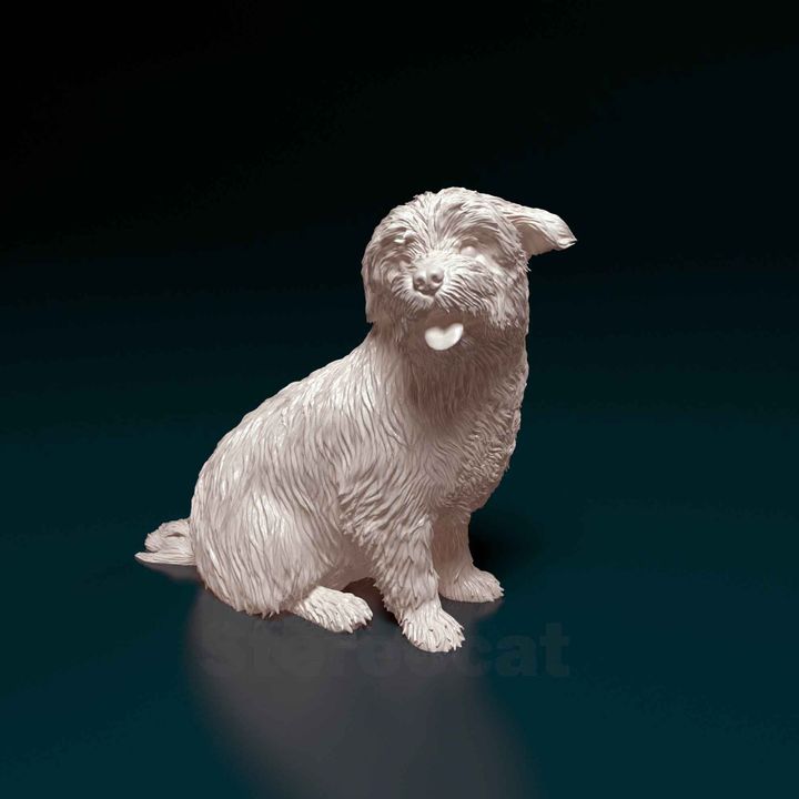 3D Printable Maltese dog by Giunninen Andrei