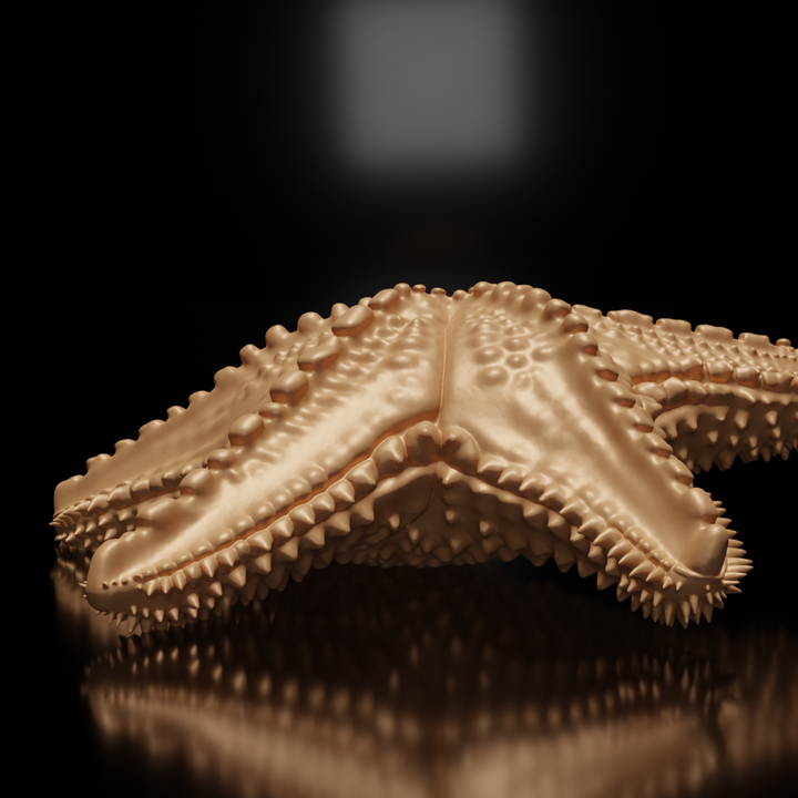3D Printable starfish by Tayyab