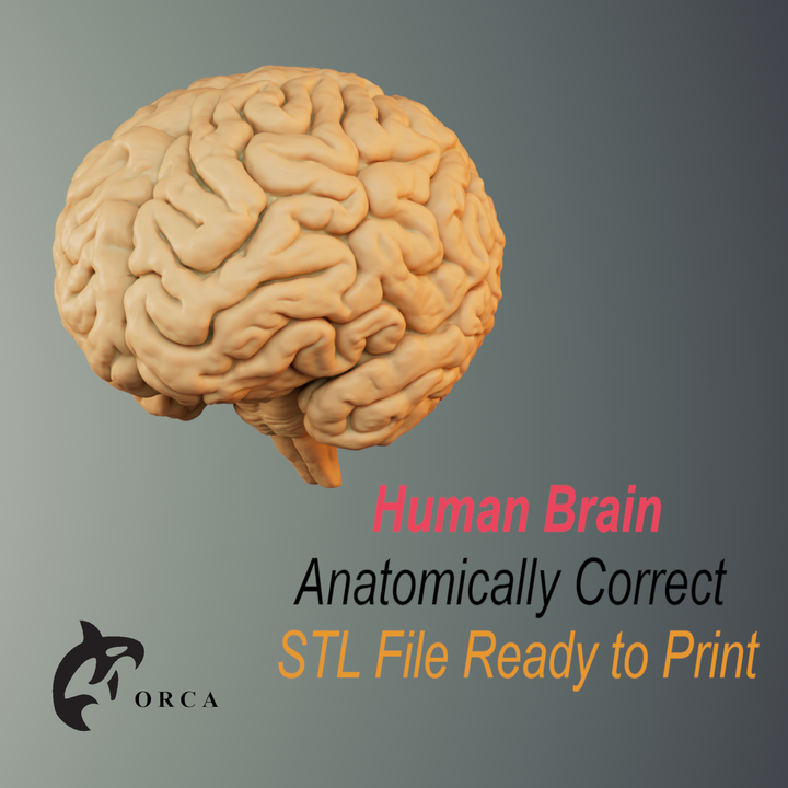 3D Printable Brain Anatomy STL for Education by Mansour Elamilk
