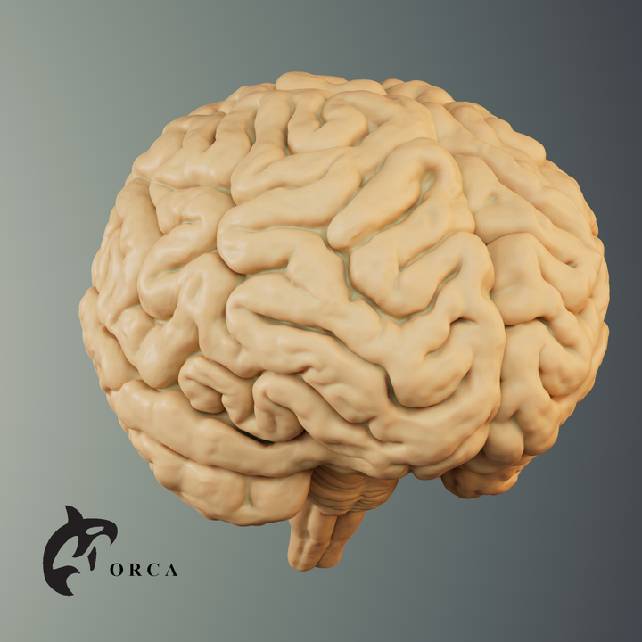 3D Printable Brain Anatomy STL for Education by Mansour Elamilk