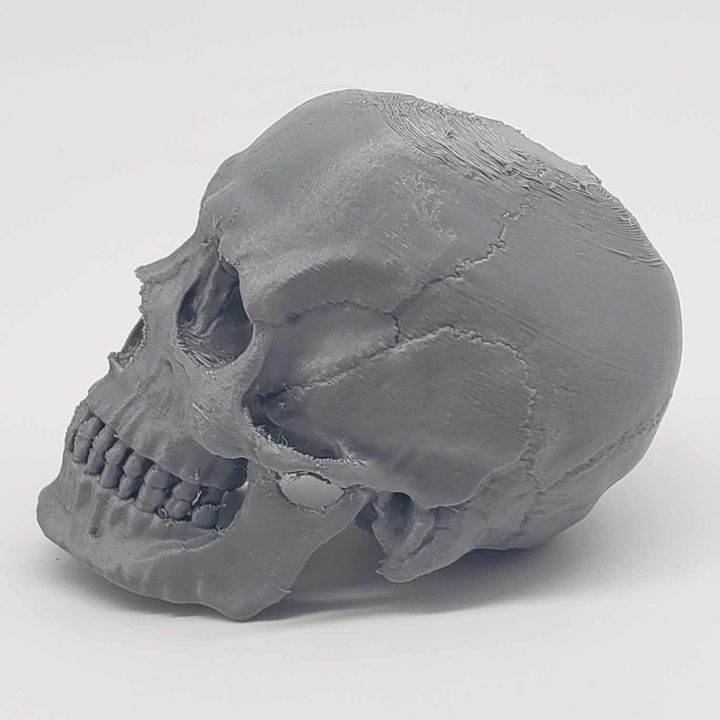 3D Printable Human Skull anatomy by Mansour Elamilk