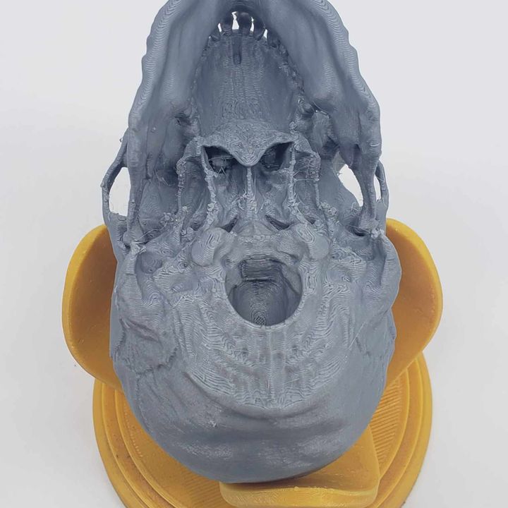 3D Printable Human Skull anatomy by Mansour Elamilk